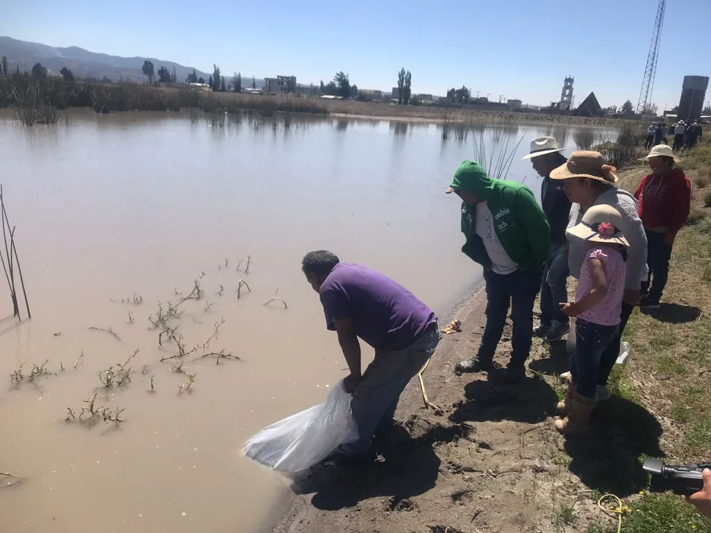 En Edoméx da inicio a Temporada de Siembra de Carpa, fue importada ...
